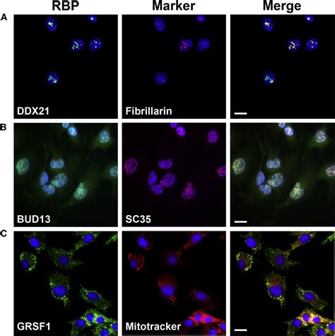 Resources For The Comprehensive Discovery Of Functional Rna Elements Molecular Cell