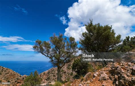 전형적인 그리스 또는 크레타 섬 풍경 언덕 산 봄 덤불 올리브 나무 포장된 바위 길 맑고 푸른 하늘 구름 바다 아크로티리 크레타 그리스 0명에 대한 스톡 사진 및 기타