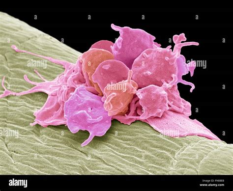 Platelets Under Microscope 10x