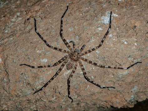 Bird Eating Spider Size Comparison