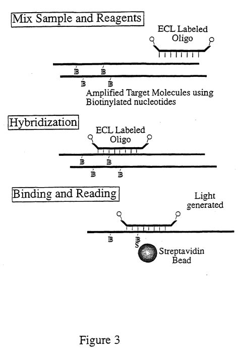 Self Sustained Sequence Replication Nucleic Acid Sequence Based