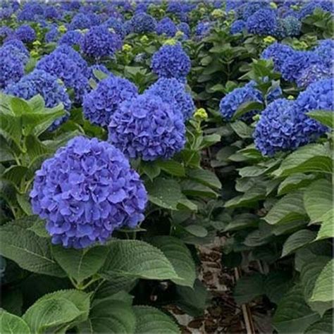 Giant Blue Mophead Hydrangea Macrophylla Pimpernel Large Flowered Mophead Hydrangea Xxxl Plants