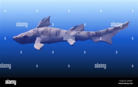 Hybodus Shark Artwork Of A Hybodus Shark Swimming This Genus Of