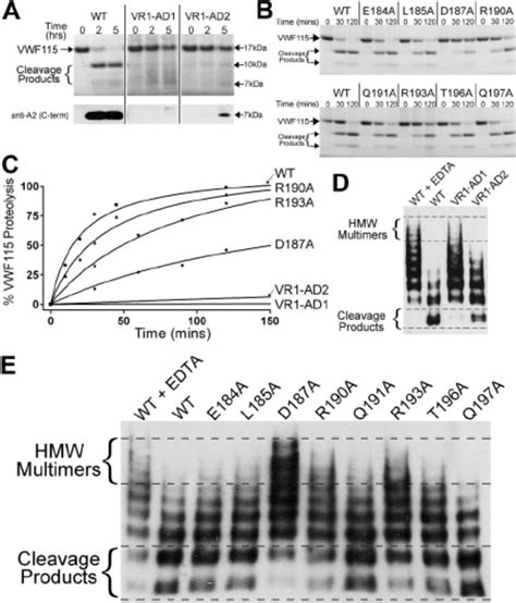 functional characterization of adamts13 vr1 e184 r193 mp domain