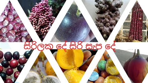 පාරම්පරික දේශීය බෝග සුරකිමු දැනුම හා සොභාදහමේ අසිරිය විඳින අපි 🧉🫔🦋 Facebook