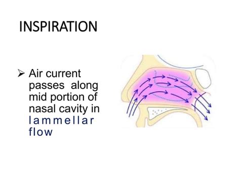Physiology Of Nose Pptx Ear Nose And Throat Conditions Diseases