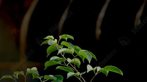 Green Flowers And Trees Leaf Branches Tree Branch Powerpoint Background For Free Download