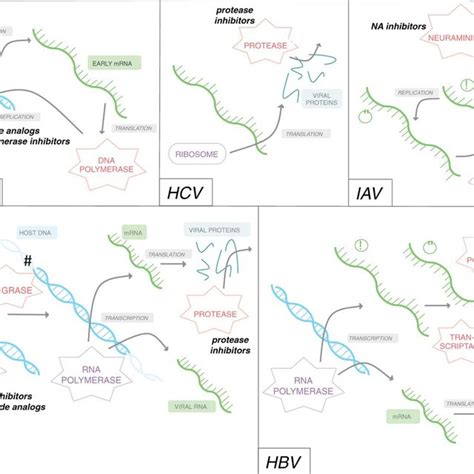 depictions of viral replication and protein synthesis representative