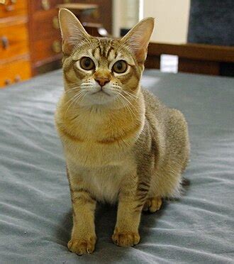 Asian Cat Breed Profile And Pet Care Guide