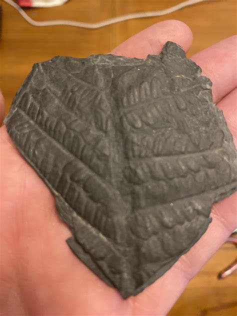 Coal Mine Fossils R Fossilid