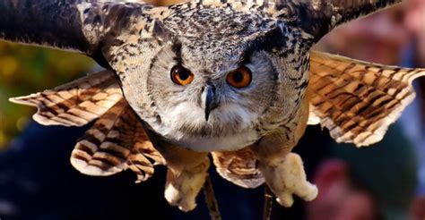 15 Reasons Owls Are The Most Incredible Birds Of Prey
