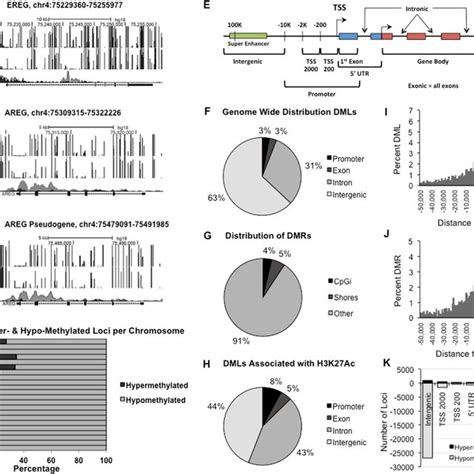 The Integrin α6β4 Drives Both Gene Specific And Global Dna Download Scientific Diagram