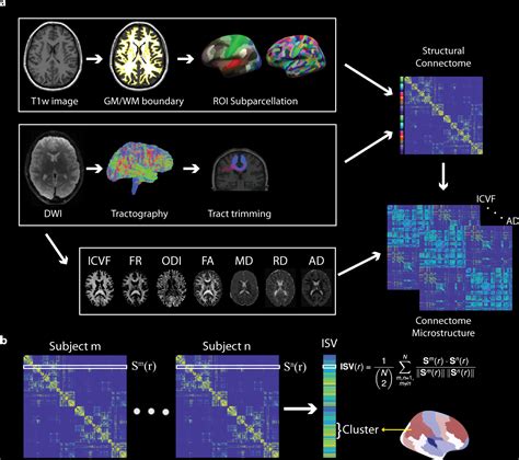 New Paper On Brain Connectivity Variability Ccbrain Lab
