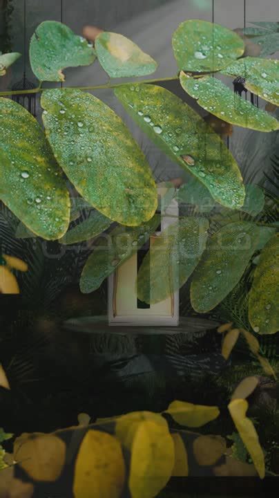 Nourhan Nabil On Linkedin Motiongraphics Ads Motiondesigns 10 Comments