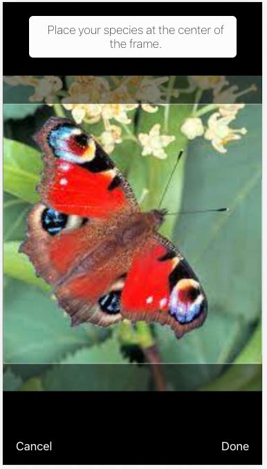 Add Automatic Species Identification From Photos Issue 238 NERC CEH Irecord App GitHub