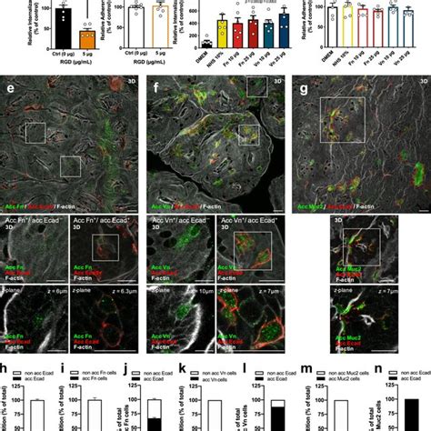 C Difficile Spores Are Internalized By Intestinal Epithelial Cells A Download Scientific