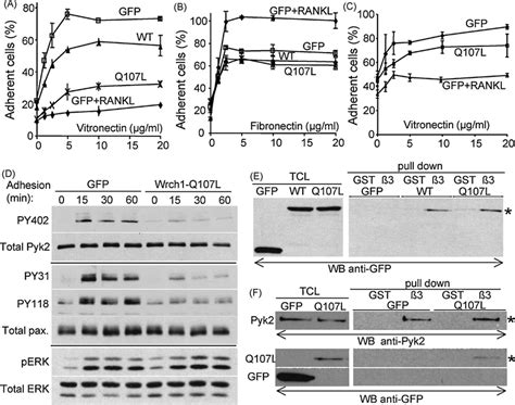 Wrch1 Inhibits Osteoclast Precursor Cell Adhesion Onto Vitronectin And Download Scientific