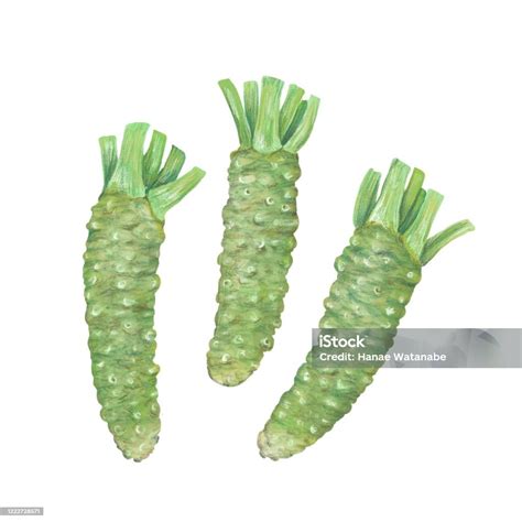Wasabi Stock Illustration Download Image Now Wasabi Illustration