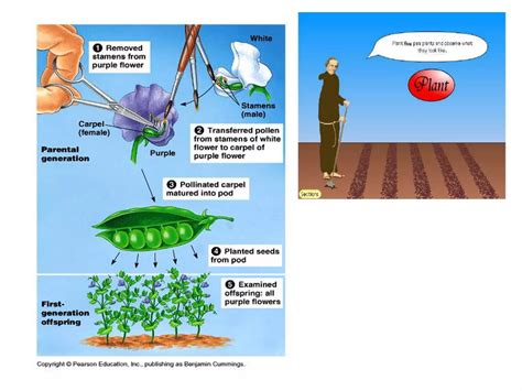 Chapter 5 Inheritance Ppt
