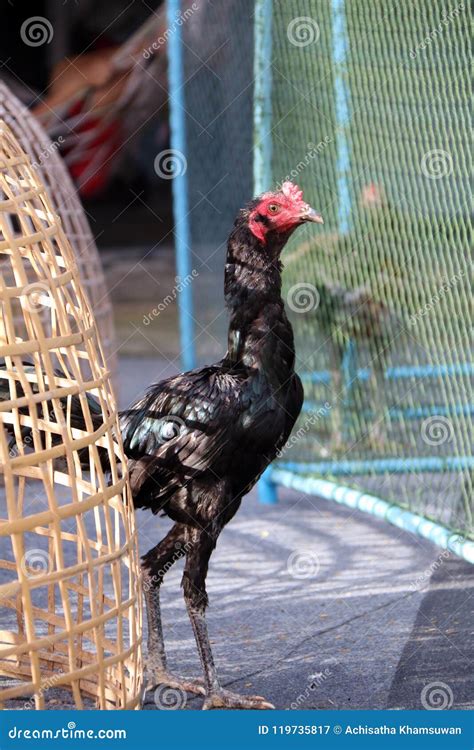 Black Fighting Rooster