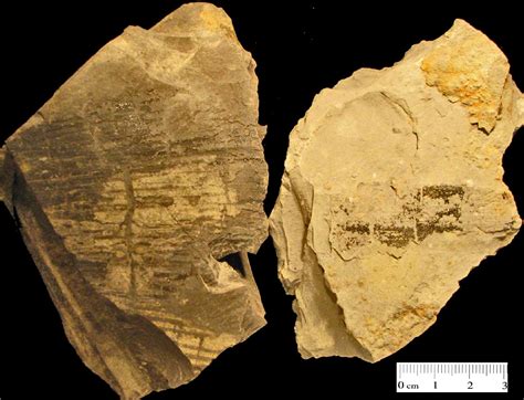 Devonian Plant Fossil Id The Fossil Forum