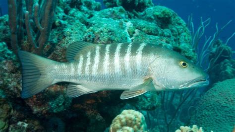 What Are The Different Types Of Snapper Fish Fished That