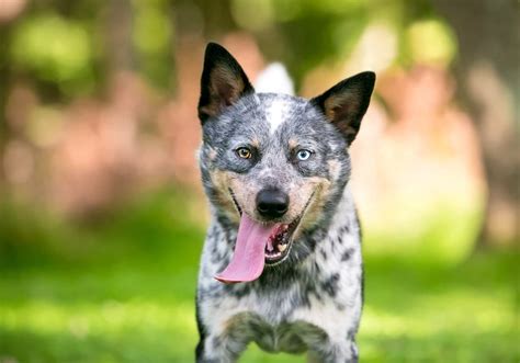 Blue Heeler Dog