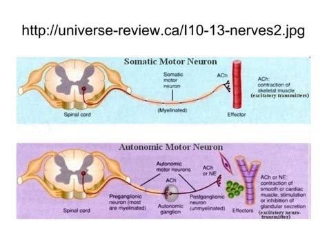 module 3 neural and hormonal systems