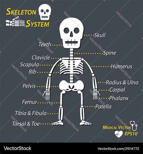 Human Skeleton Anatomy Diagram Royalty Free Vector Image