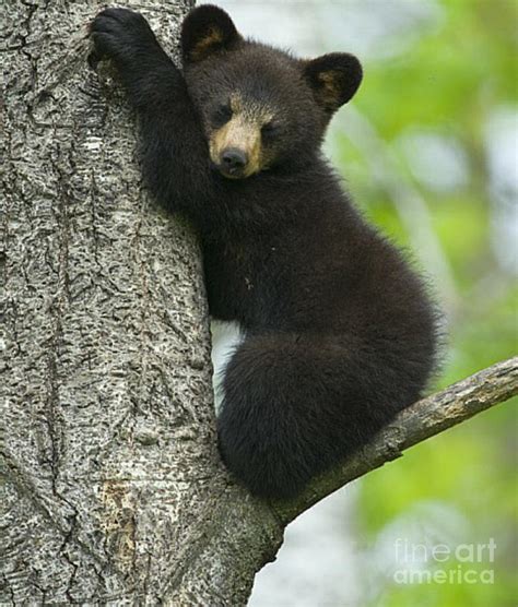 Black Bear Cub Photograph By Nehemiah Art Pixels