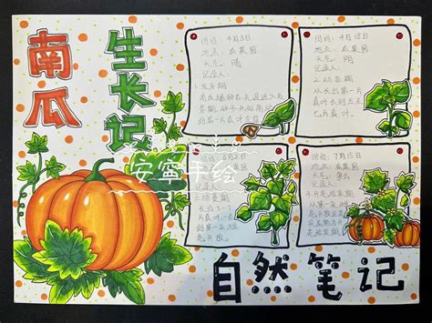 南瓜生长在哪里简笔画（热门10张） 简笔画图片大全