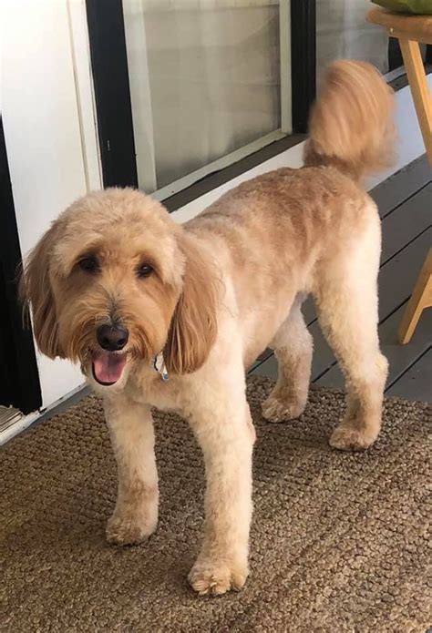 27 Best Cockapoo Haircut Pictures Artofit