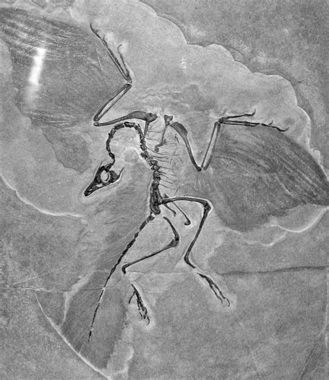 Archaeopteryx Fossil Sketch
