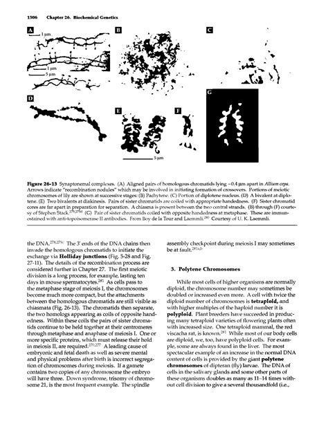 Diplotene Stage Big Chemical Encyclopedia