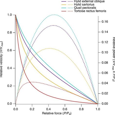 The Effects Of The Curvature Of The Force Velocity Relationship On Download Scientific Diagram