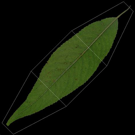 Weeping Willow Tree Model Turbosquid 1948252