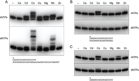 Metal Cofactor Requirements For Templated And Non Templated Nucleotide Download Scientific