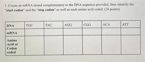 Solved Create An Mrna Strand Complementary To The Dna