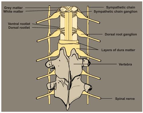 Dorsal Root Of Spinal Nerve Spinal Nerves And Guillain Barre Syndrome