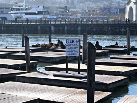 The Siberian American Eight Things To Do In San Francisco