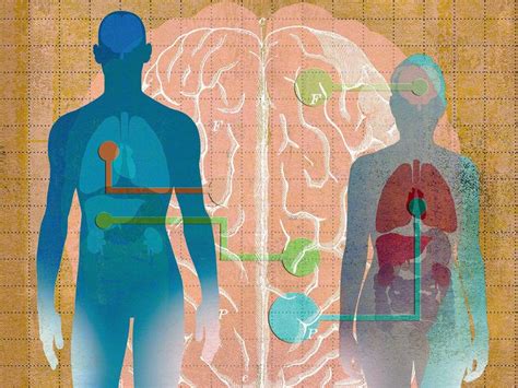 Le Cerveau Organe Sans Sexe
