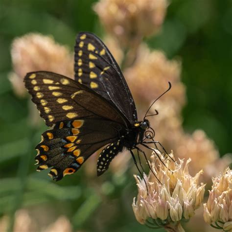 Wrapping It Up Macro