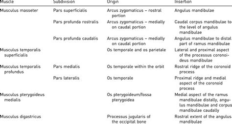 Masseter Origin And Insertion
