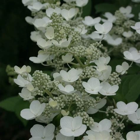 Quick Fire Hydrangeas Proven Winners Colorchoice Flowering Shrubs