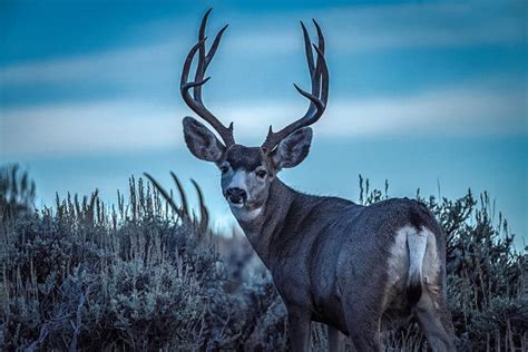Mule Deer Vs Whitetail Deer Learn The Differences Slay Bucks