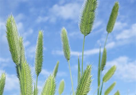 Флора НПП Нижньодніпровський