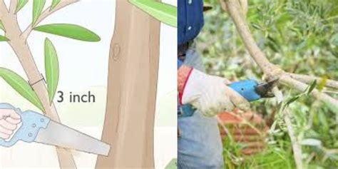 The Essential Guide To Pruning Olive Trees For Maximum Growth And Fruit Production Natural