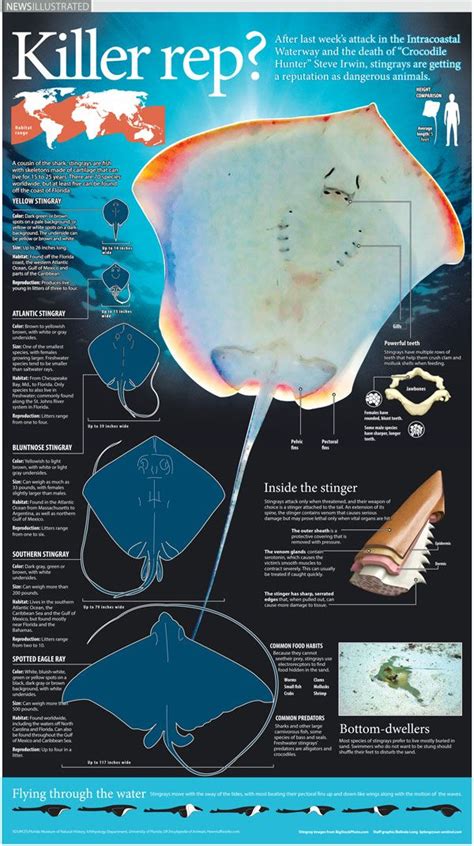 Discover The Fascinating Anatomy And Reputation Of Stingrays Ocean