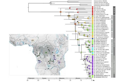 Spatiotemporal Reconstruction Of African Mastacembelus Spiny Eels Download Scientific Diagram