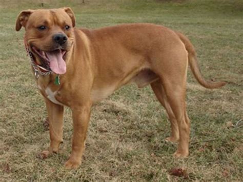 Which Mix Of Dog Breeds Are You Most Like American Bulldog Mix